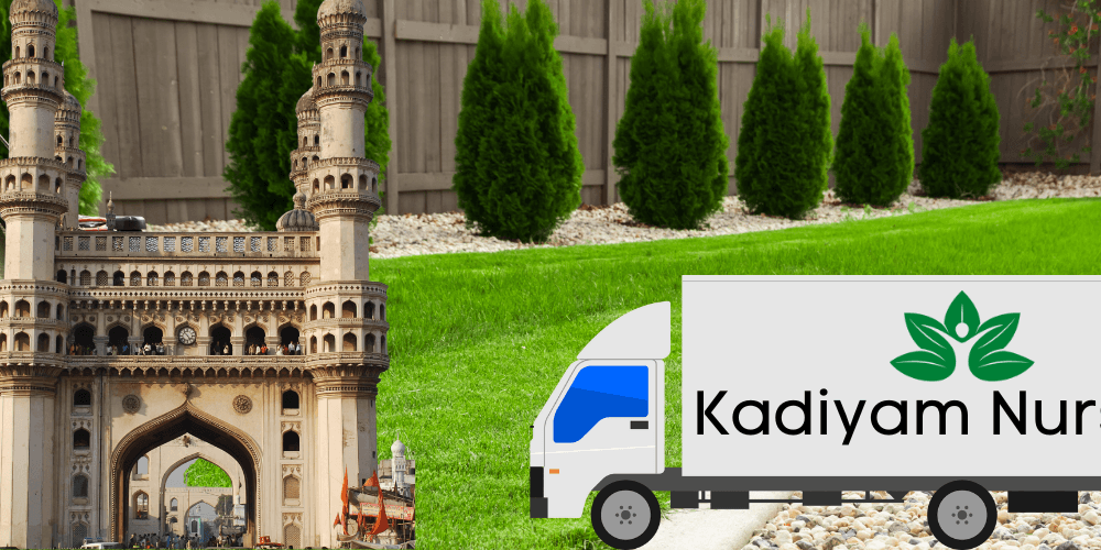 Kadiyam Nursery in Hyderabad has the perfect nursery plants for your o ...