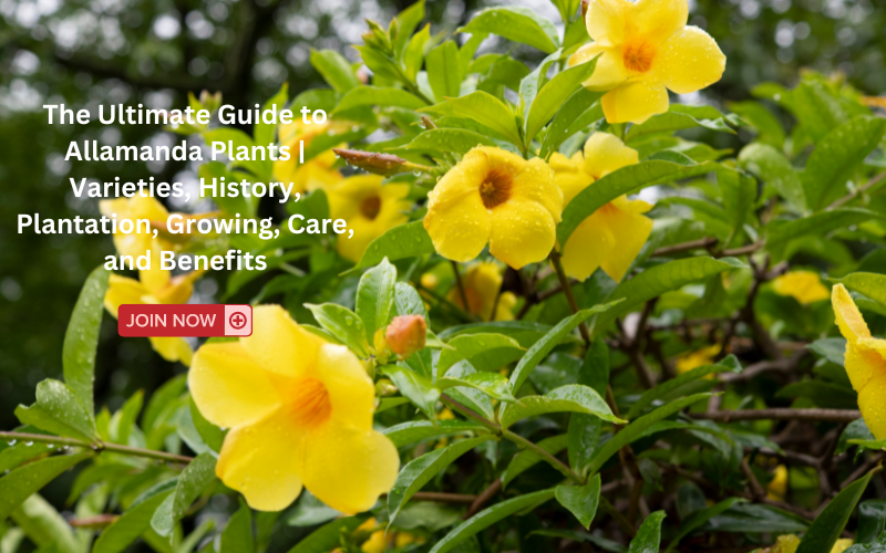 The Ultimate Guide to Allamanda Plants | Varieties, History, Plantatio ...