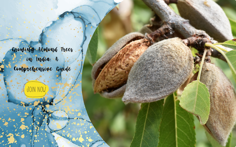 Growing Almond Trees in India: A Comprehensive Guide — Mahindra Nursery