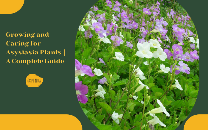 Growing and Caring for Asystasia Plants | A Complete Guide — Mahindra ...