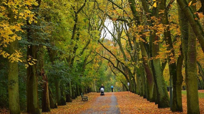 🌳 Avenue Trees for Landscaping in India – A Complete Guide from Mahind ...