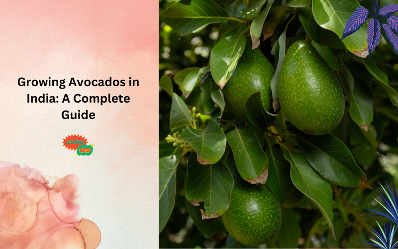 Growing Avocados in India: A Complete Guide — Mahindra Nursery
