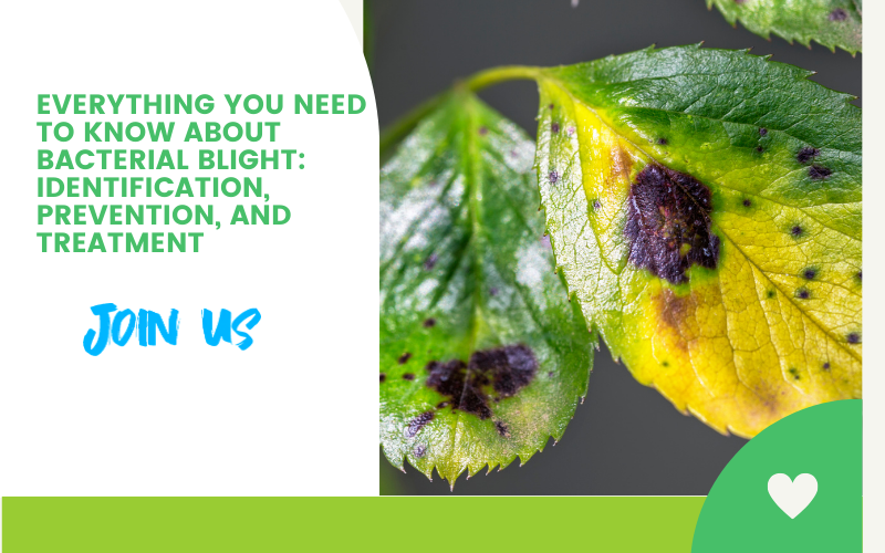 Everything You Need to Know About Bacterial Blight: Identification, Pr ...