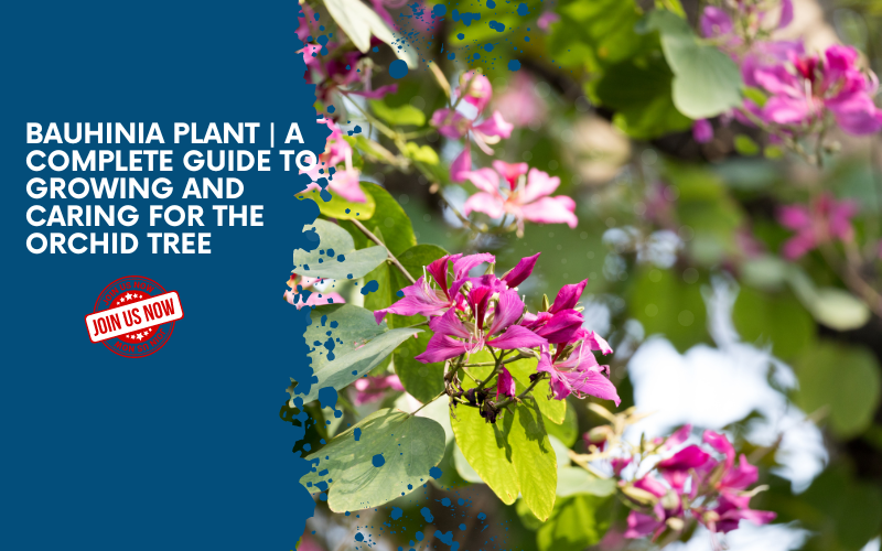 Bauhinia Plant | A Complete Guide to Growing and Caring for the Orchid ...