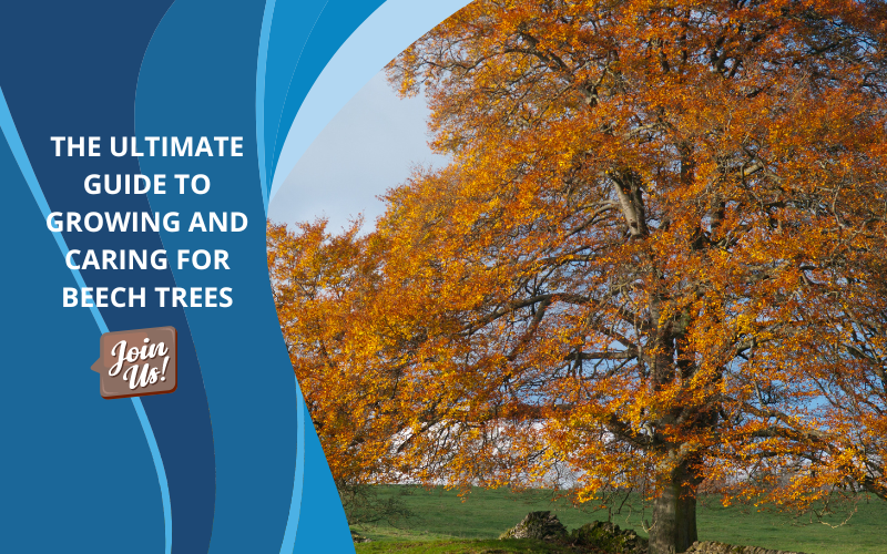 The Ultimate Guide to Growing and Caring for Beech Trees — Mahindra Nursery