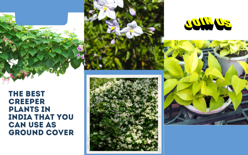 The Best Creeper Plants in India That You Can Use as Ground Cover ...