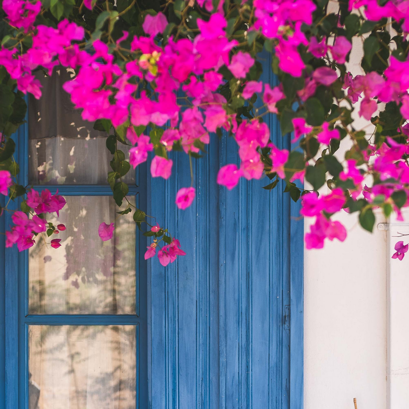 Buy Grafted Fruit Plants in India – Mahindra Nursery & Kadiyam Nursery