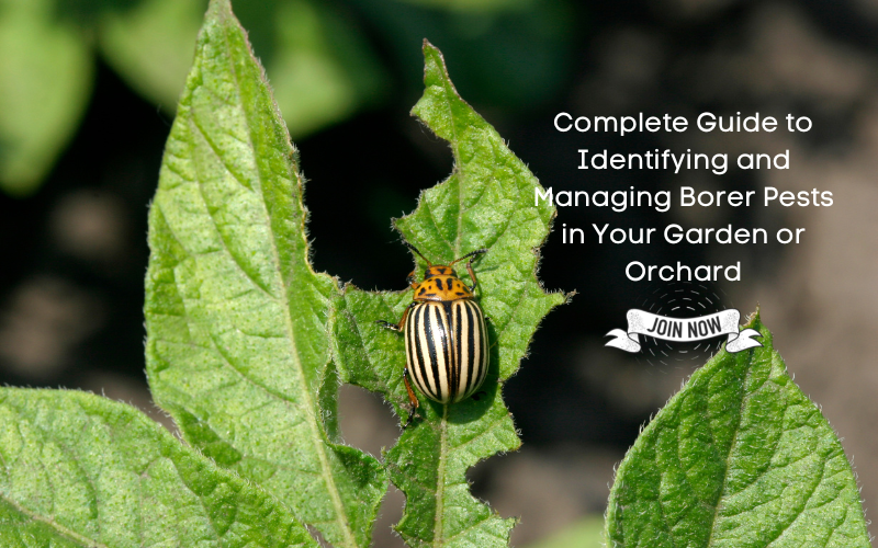 Complete Guide to Identifying and Managing Borer Pests in Your Garden ...