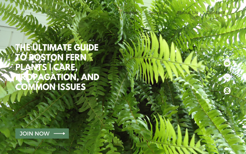 The Ultimate Guide to Boston Fern Plants | Care, Propagation, and Comm ...
