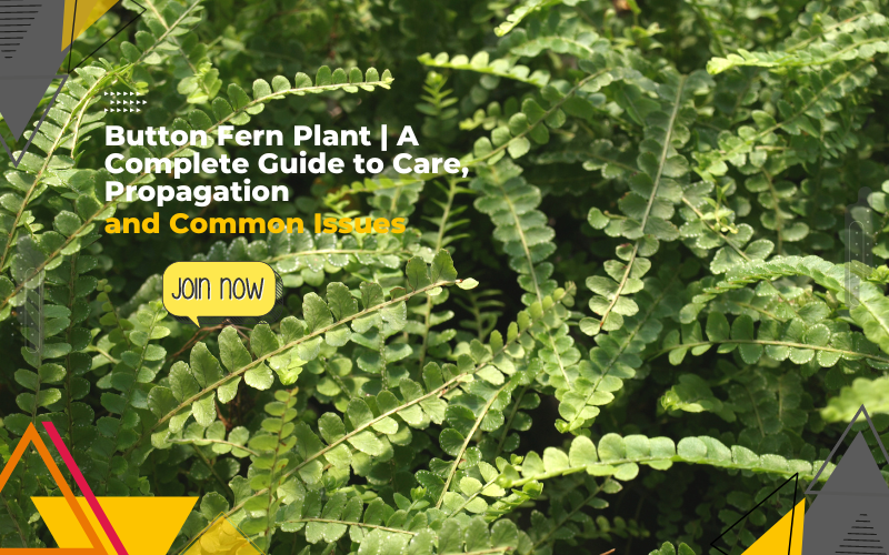 Button Fern Plant | A Complete Guide to Care, Propagation, and Common ...