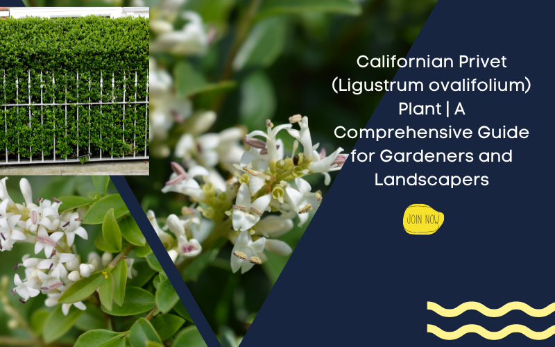 Californian Privet (Ligustrum ovalifolium) Plant | A Comprehensive Gui ...