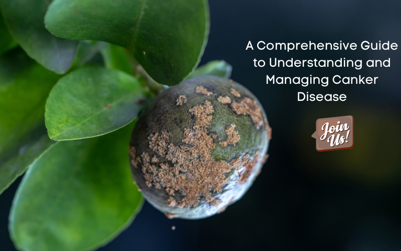 A Comprehensive Guide to Understanding and Managing Canker Disease ...