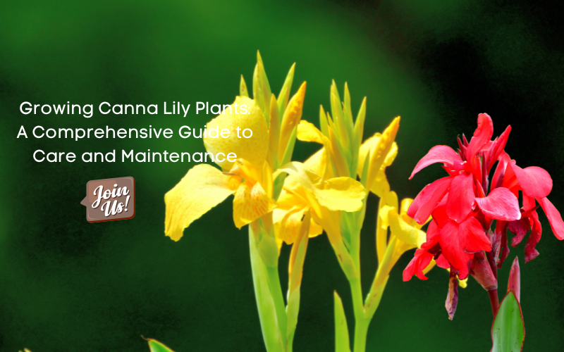 Growing Canna Lily Plants: A Comprehensive Guide to Care and Maintenan ...