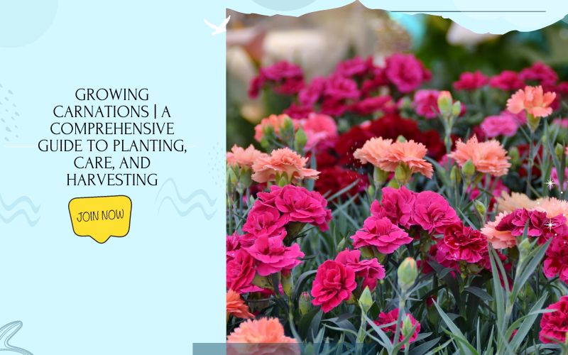 Growing Carnations | A Comprehensive Guide to Planting, Care, and Harv ...
