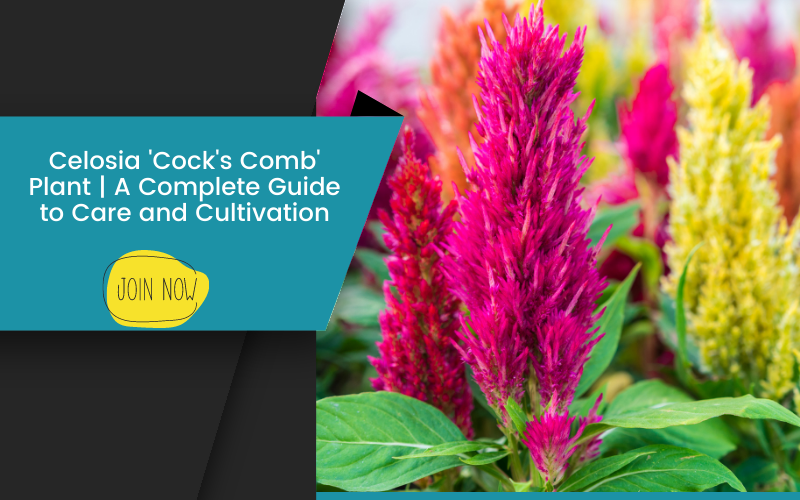 Celosia 'Cock's Comb' Plant | A Complete Guide to Care and Cultivation — Mahindra Nursery