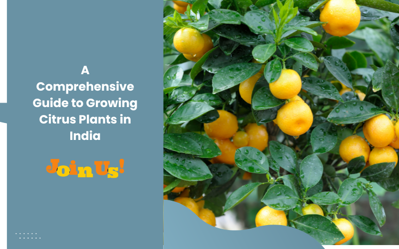 A Comprehensive Guide to Growing Citrus Plants in India — Mahindra Nursery