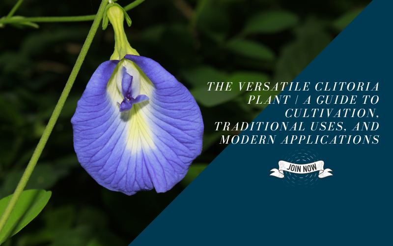 The Versatile Clitoria Plant | A Guide to Cultivation, Traditional Use ...