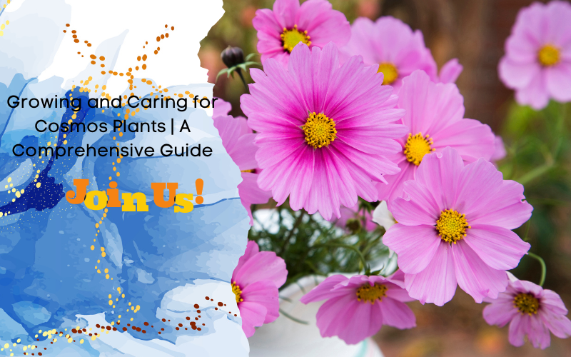 Growing and Caring for Cosmos Plants | A Comprehensive Guide — Mahindra ...