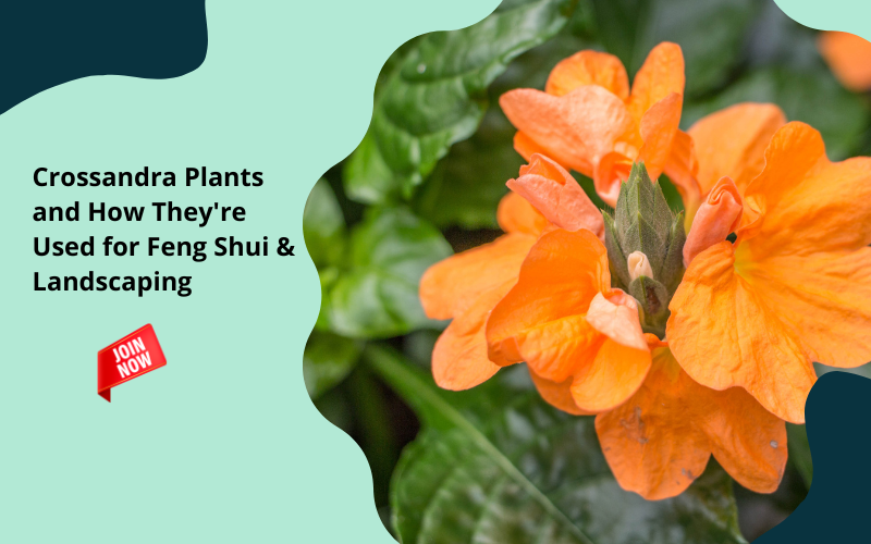 క్రాస్సాండ్రా మొక్కలు మరియు అవి ఫెంగ్ షుయ్ & ల్యాండ్‌స్కేపింగ్ కోస ...