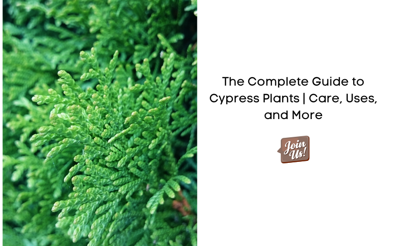 The Complete Guide to Cypress Plants | Care, Uses, and More — Mahindra ...