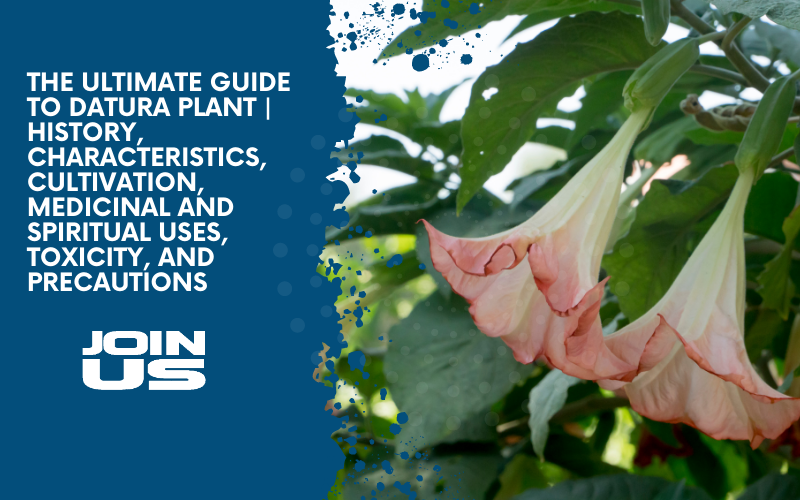 The Ultimate Guide to Datura Plant | History, Characteristics, Cultiva ...