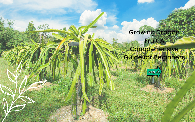 Growing Dragon Fruit: A Comprehensive Guide for Beginners — Mahindra ...