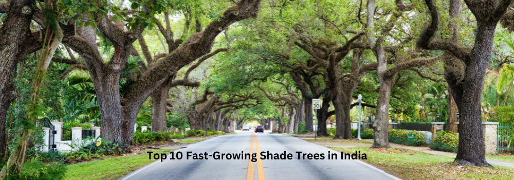 Top 10 Fast-Growing Shade Trees in India — Mahindra Nursery