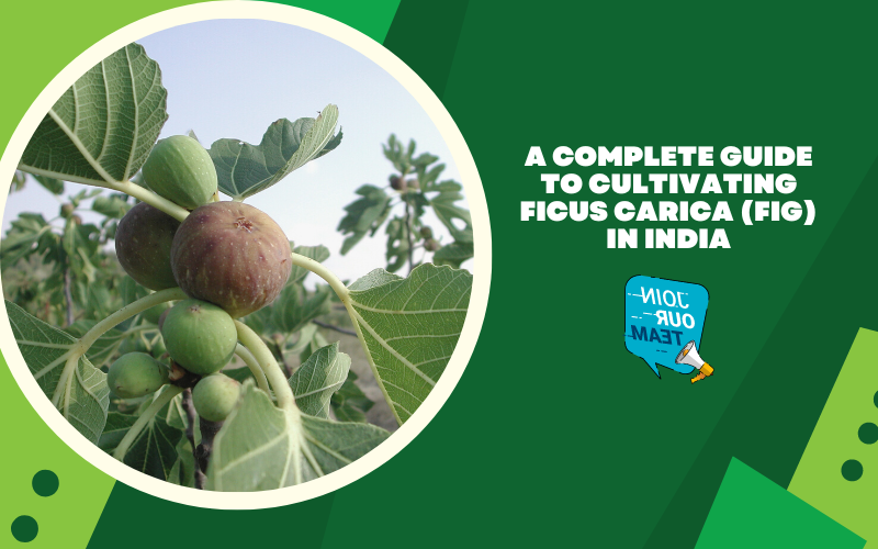 A Complete Guide to Cultivating Ficus Carica (Fig) in India — Mahindra ...