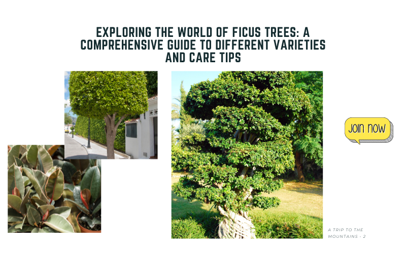 Exploring the World of Ficus Trees: A Comprehensive Guide to Different ...