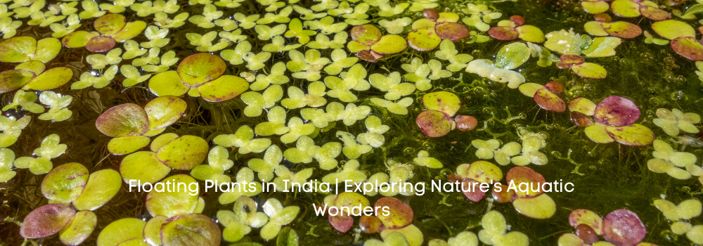 Floating Plants in India | Exploring Nature's Aquatic Wonders ...