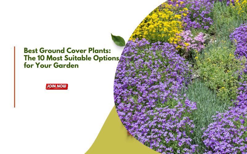 Best Ground Cover Plants: The 10 Most Suitable Options for Your Garden ...