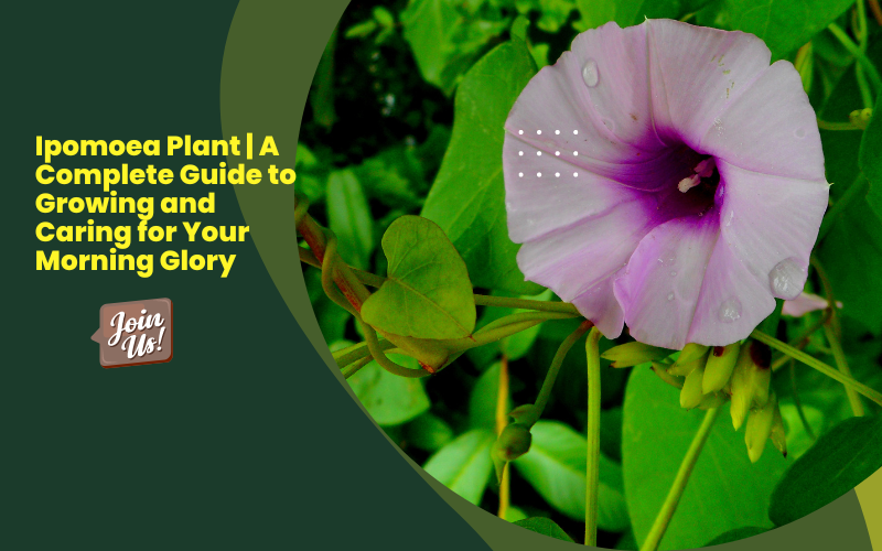 Ipomoea Plant | A Complete Guide to Growing and Caring for Your Mornin ...
