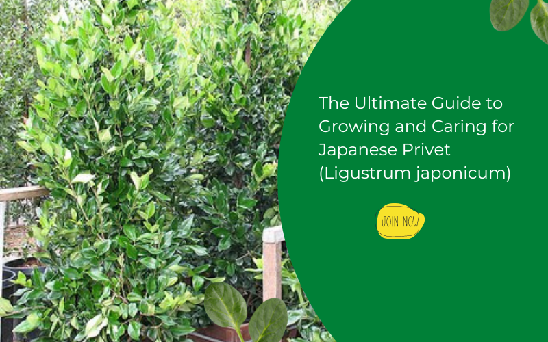 The Ultimate Guide To Growing And Caring For Japanese Privet Ligustru