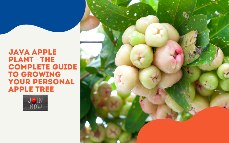 Java Apple Plant - The Complete Guide to Growing Your Personal Apple T ...
