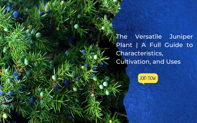The Versatile Juniper Plant | A Full Guide to Characteristics, Cultiva ...