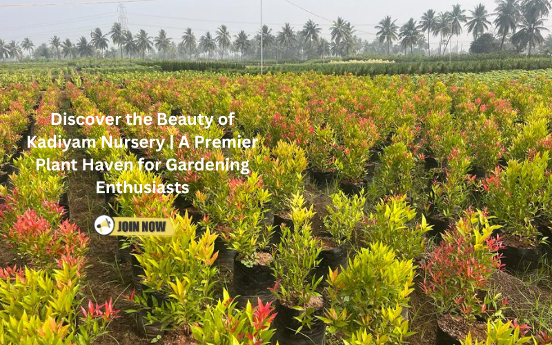Discover the Beauty of Kadiyam Nursery | A Premier Plant Haven for Gar ...