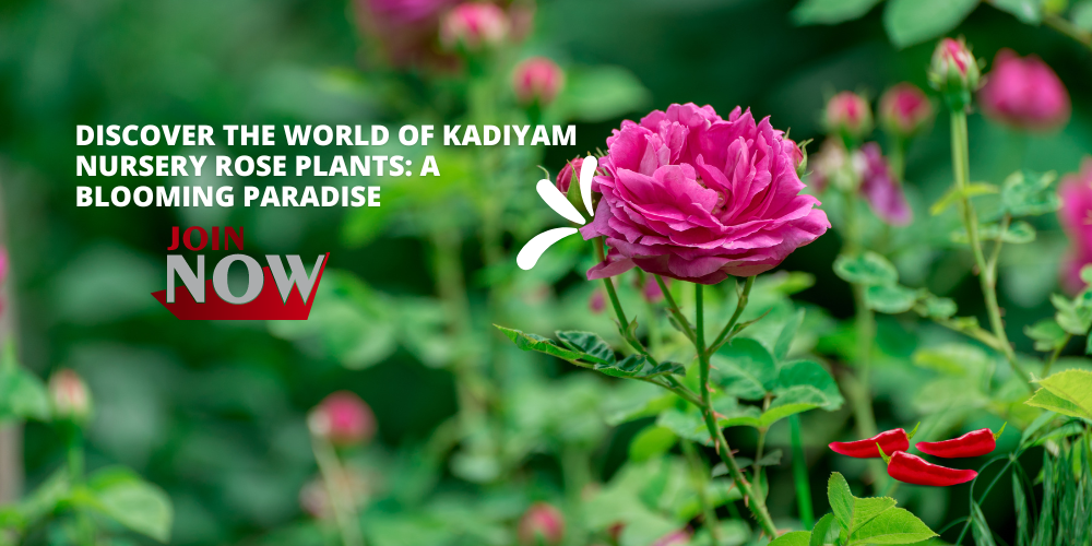 Discover the World of Kadiyam Nursery Rose Plants: A Blooming Paradise ...