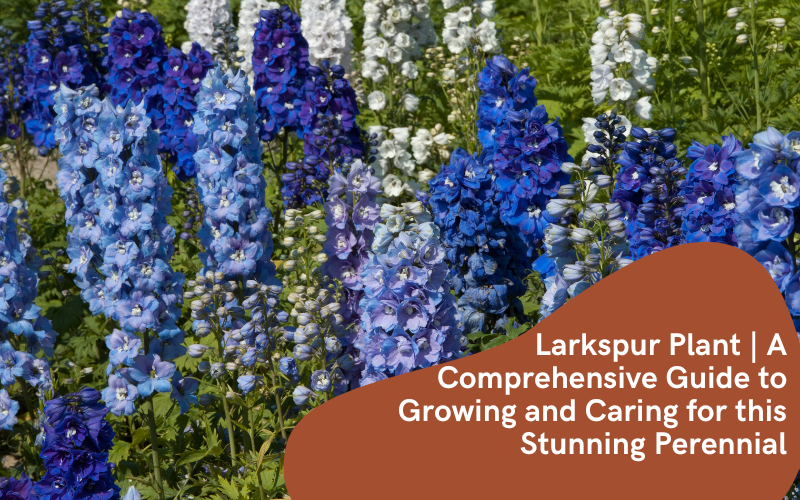 Larkspur Plant | A Comprehensive Guide to Growing and Caring for this ...
