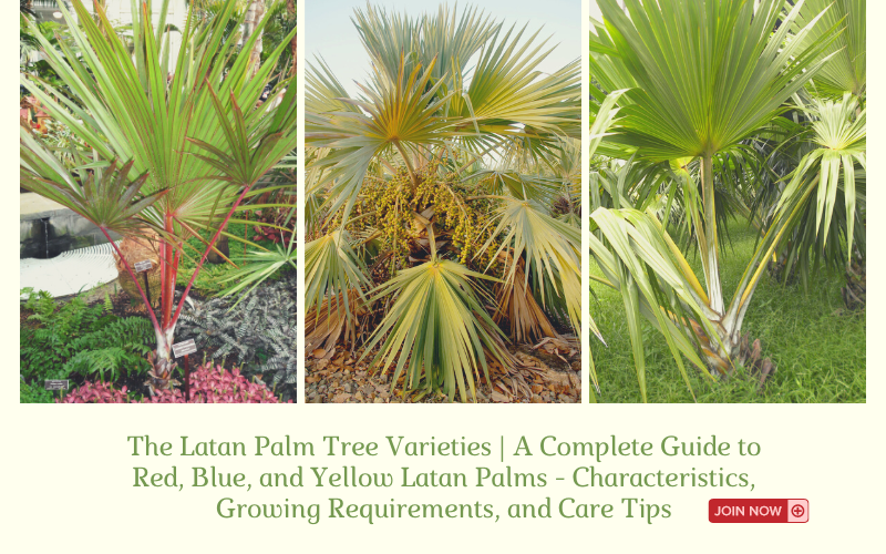 The Latan Palm Tree Varieties | A Complete Guide to Red, Blue, and Yel ...