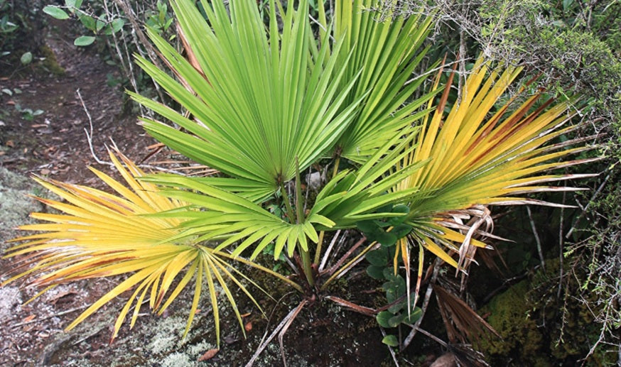 The Beauty of Livistona Tahanensis Palm Tree | A Comprehensive Guide t ...