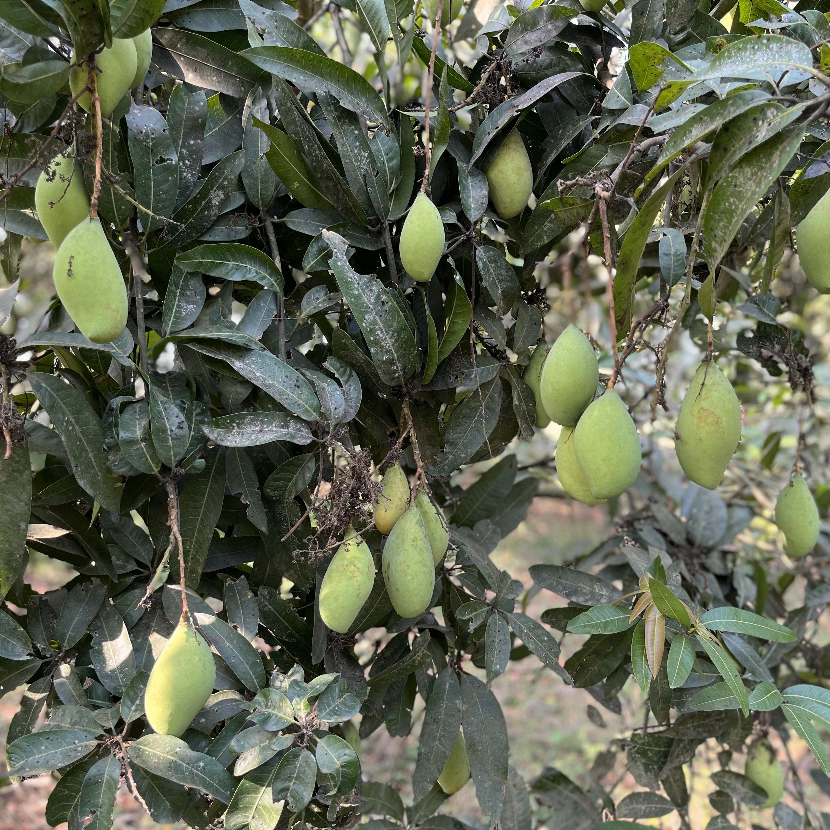Best Gardening Tips | News and Care — Tagged "mango tree car ...