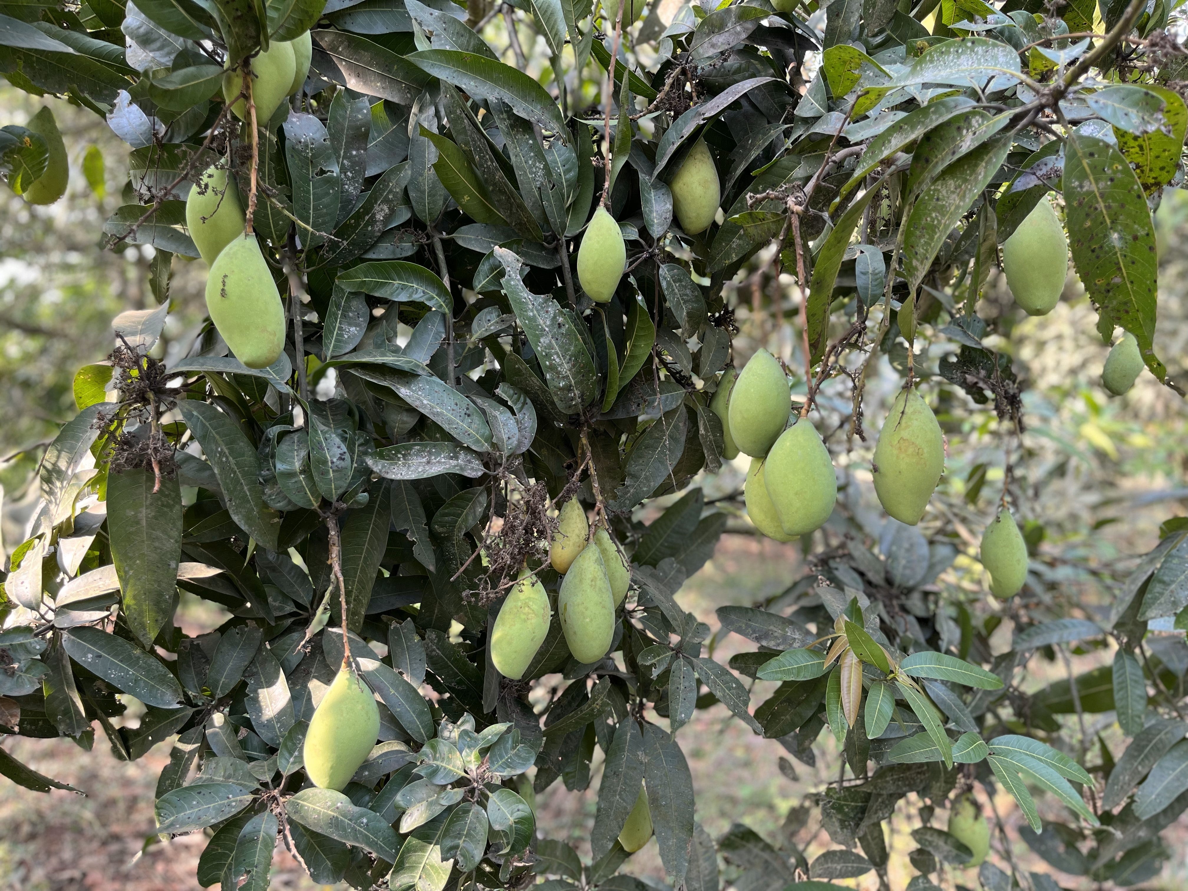 Buy Mango Trees Online - Premium Varieties for Sale | Mahindra Nursery