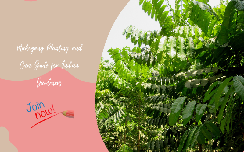 Mahogany Planting and Care Guide for Indian Gardeners — Mahindra Nursery