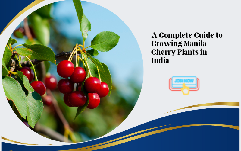 A Complete Guide to Growing Manila Cherry Plants in India — Mahindra ...