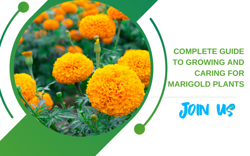 Complete Guide to Growing and Caring for Marigold Plants — Mahindra Nursery