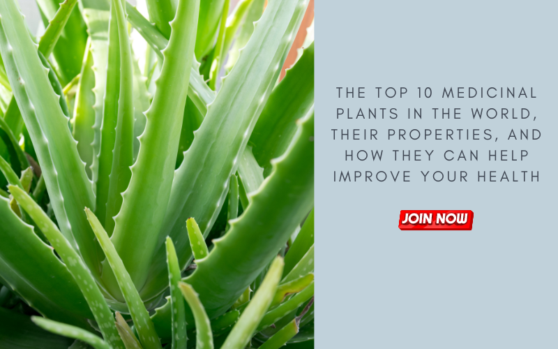 The Top 10 Medicinal Plants in the World, Their Properties, and How Th ...