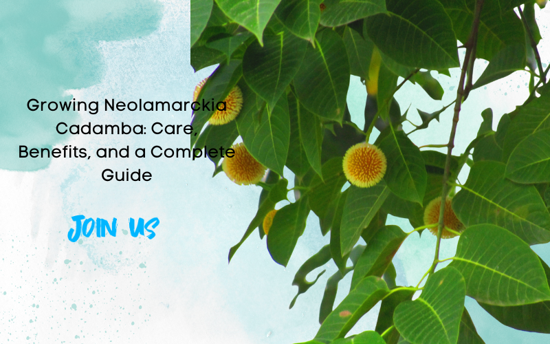 Growing Neolamarckia Cadamba: Care, Benefits, and a Complete Guide ...
