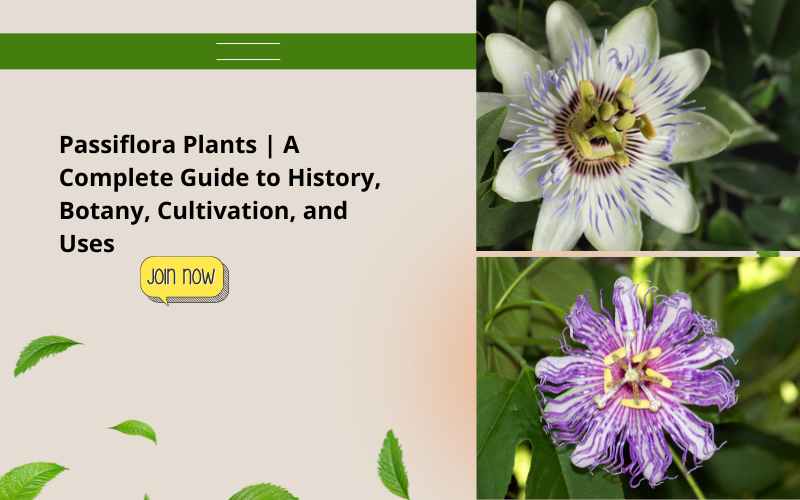 Passiflora Plants | A Complete Guide to History, Botany, Cultivation ...