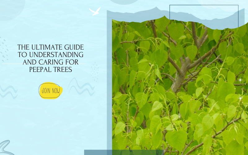 The Ultimate Guide to Understanding and Caring for Peepal Trees ...