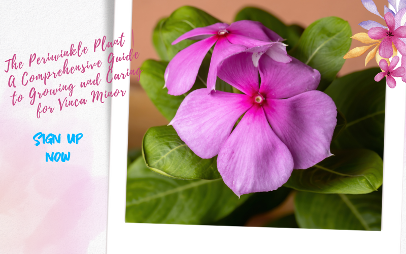 The Periwinkle Plant | A Comprehensive Guide to Growing and Caring for ...